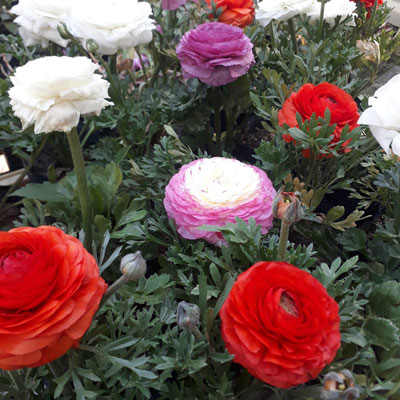 Marimonias